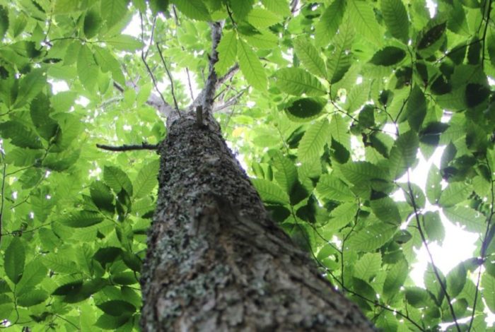 A Comeback for the American Chestnut? - Montgomery Magazine