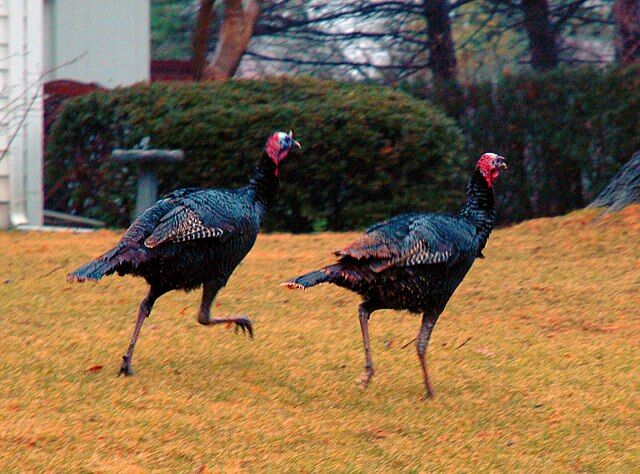 Turkey Trots: Gobble for a Good Cause - Montgomery Magazine