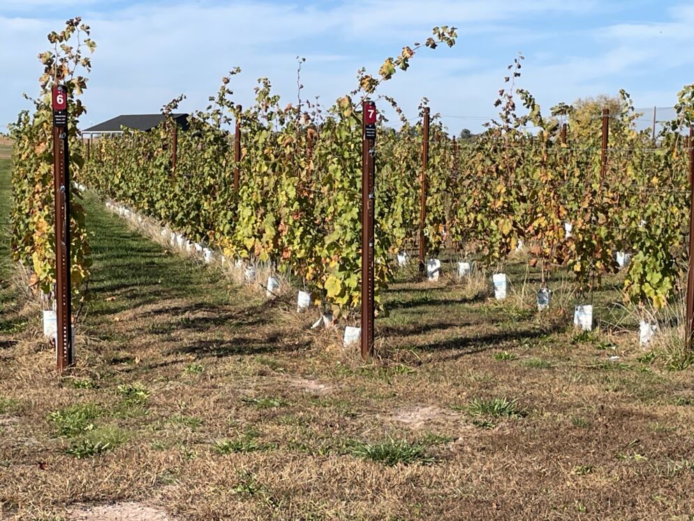 Wining and Dining at The Farmhouse Bistro at The Crossvines ...